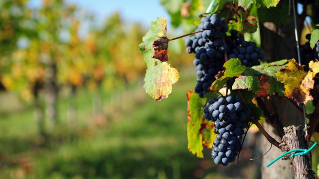 Rượu Vang Pháp Sainte Marie Chateau Nhập khẩu chính hãng